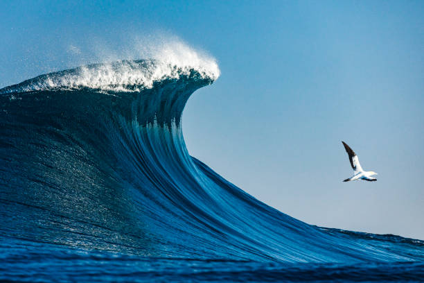 Free picture: whale, ocean, nature, animal, wave