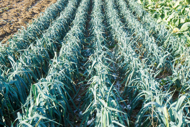 Free Stock Photo of Leek field | Download Free Images and Free ...