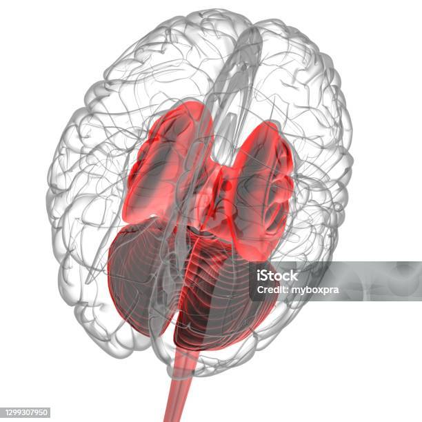 Bagian Dalam Otak Manusia Anatomi Untuk Rendering 3d Konsep Medis Foto ... Bagian Dalam Otak Manusia Anatomi Untuk Rendering 3d Konsep Medis Foto ...