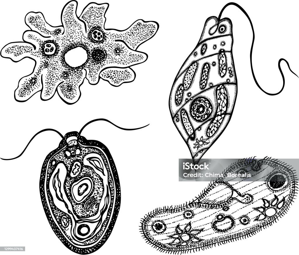Set Of Outlines Different Protozoa Micro Organisms Stock Illustration ... Set Of Outlines Different Protozoa Micro Organisms Stock Illustration ...