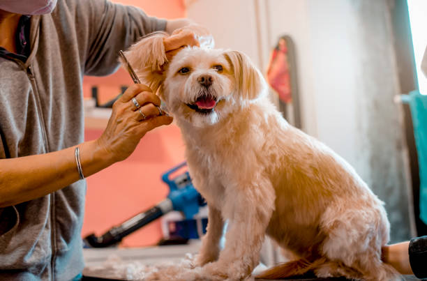Groomer Pictures | Download Free Images on Unsplash