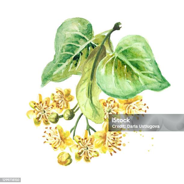 Fleurs Et Feuilles Fraîches De Tilleul Illustration Dessinée À La Main
