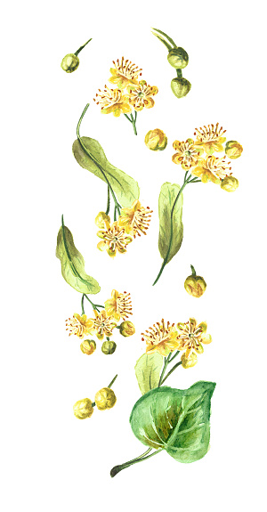 Fleurs Et Feuilles Fraîches De Tilleul Tombant Illustration Dessinée À