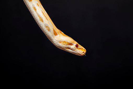 Python Molurus Bivitattus Adalah Salah Satu Spesies Ular Terbesar Ini Berasal Dari Daerah Yang