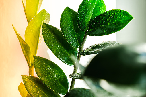 Tetesan Air Pada Daun Tanaman Hijau Merapatkan Zamioculcas Pohon Dolar