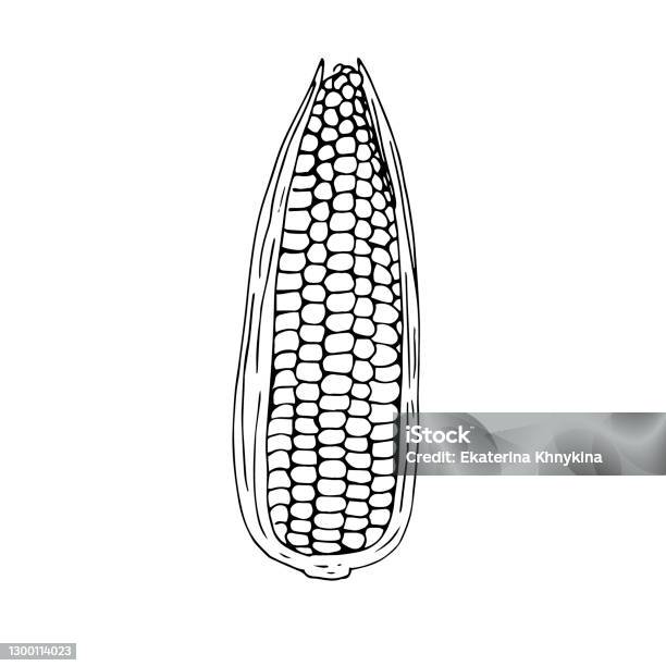 Jagung Segar Ilustrasi Vektor Sketsa Gambar Tangan Ilustrasi Stok ... Jagung Segar Ilustrasi Vektor Sketsa Gambar Tangan Ilustrasi Stok ...