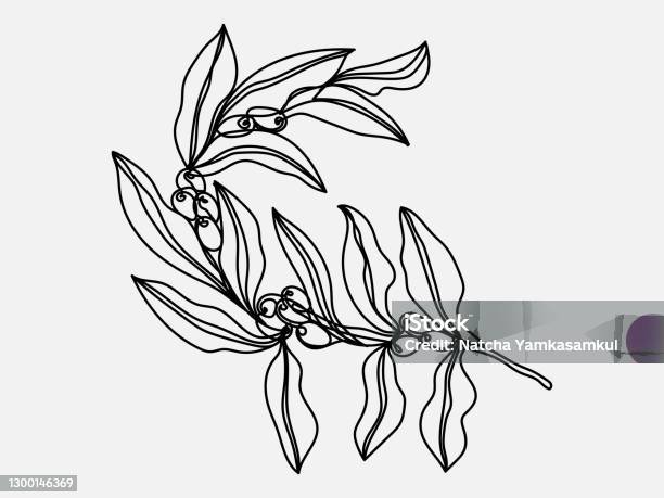 Dessin Continu De Vecteur De Ligne De Branche Darbre De Café Isolé Sur