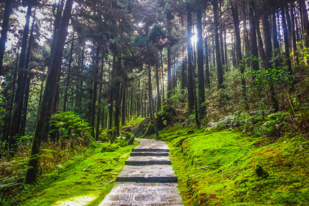 Alishan Pictures | Download Free Images on Unsplash