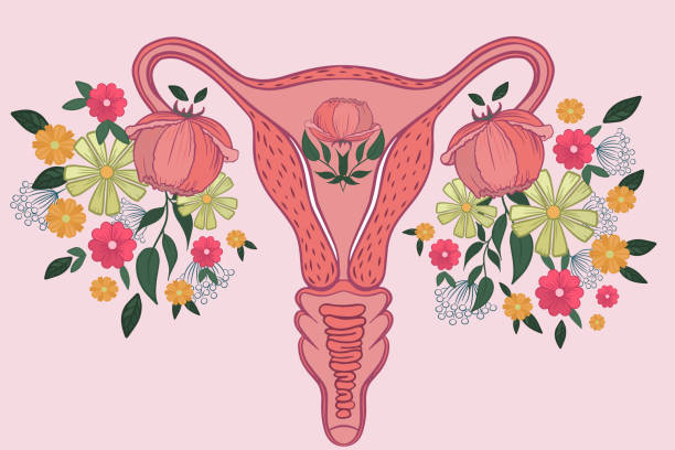 Flower uterus Clipart Vector PNG , SVG, EPS, PSD, AI