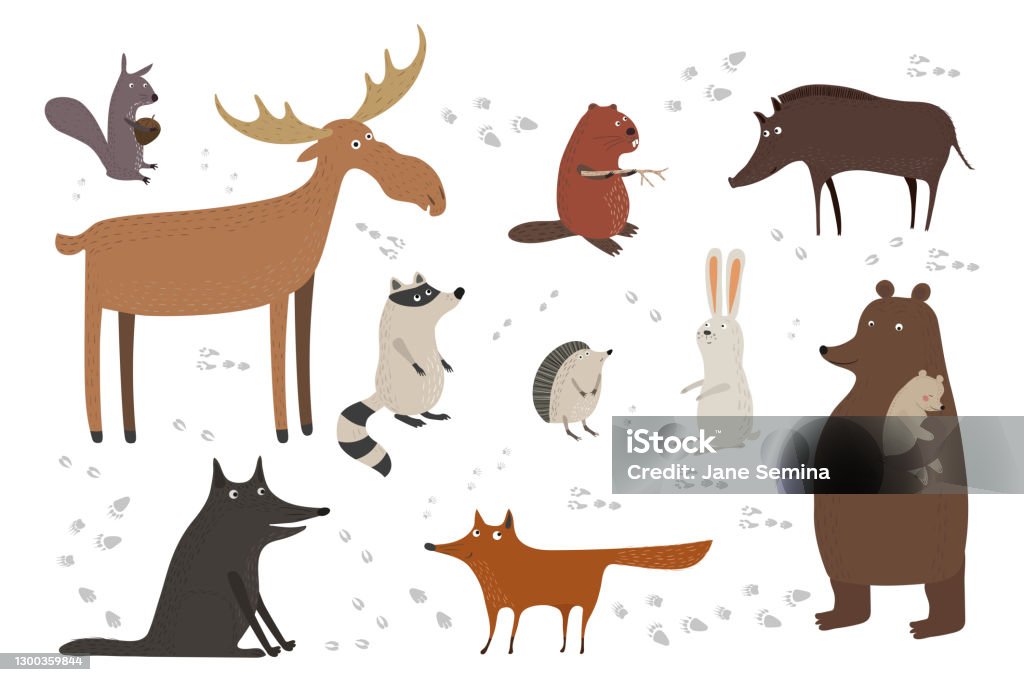 Ensemble Vectoriel Avec Des Animaux De Forêt Dans Le Modèle Dessiné À