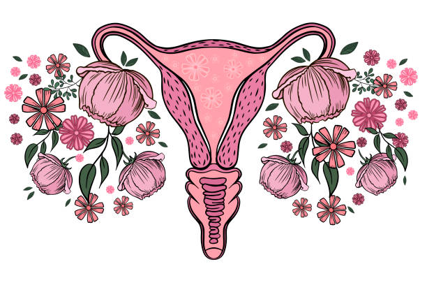 Flower uterus Clipart Vector PNG , SVG, EPS, PSD, AI