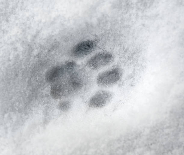Free snowy paws stock photos. Download the best free snowy paws images ...