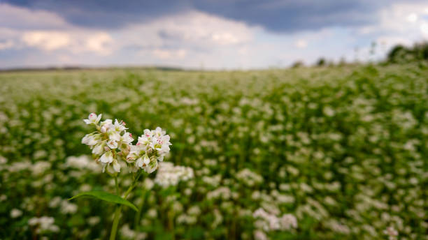 Buckwheat Pictures | Download Free Images on Unsplash