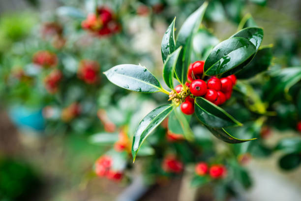 Free Stock Photo of Close-Up of Tree With Leaves and Berries | Download ...
