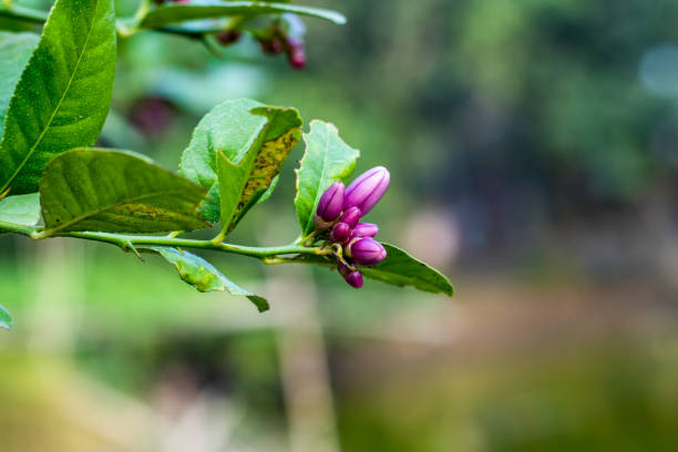 Free picture: light, purple, lemon, buds