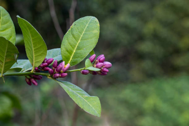 Free picture: light, purple, lemon, buds