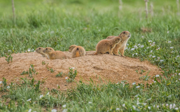 Prairie Dog Pictures | Download Free Images on Unsplash