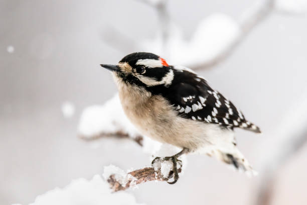 Downy Woodpecker Pictures | Download Free Images on Unsplash