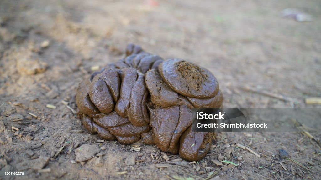 Tumpukan Kotoran Sapi Atau Kerbau Dengan Di Tanah Pupuk Kandang Organik ... Tumpukan Kotoran Sapi Atau Kerbau Dengan Di Tanah Pupuk Kandang Organik ...