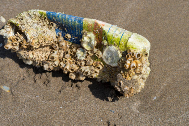 Free picture: tube, worm, shells, ocean