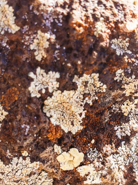 Rust Color Pictures | Download Free Images on Unsplash
