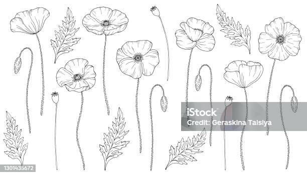 Bunga Poppy Papaver Batang Dan Daun Elemen Untuk Desain Ilustrasi
