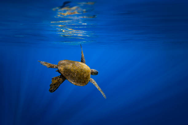 27 200 Tortuga Marina Fotos Fotografías De Stock Fotos E Imágenes