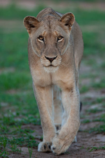 Lioness With Cub Pictures | Download Free Images on Unsplash