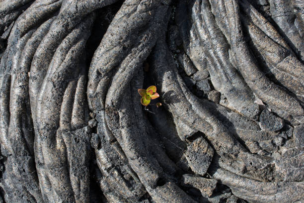 17,100+ Resilience Nature Stock Photos, Pictures & Royalty-Free Images ... 17,100+ Resilience Nature Stock Photos, Pictures & Royalty-Free Images ...