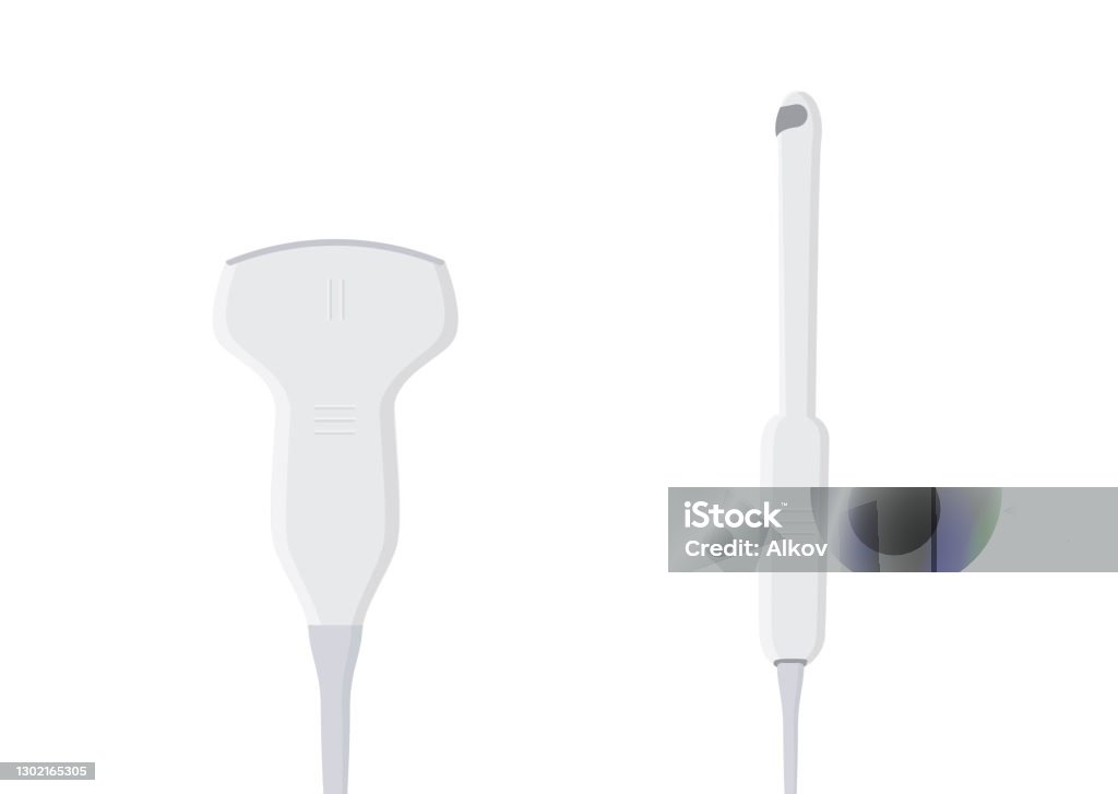Vector Illustration Of The Convex And Endocavitary Ultrasound Probes