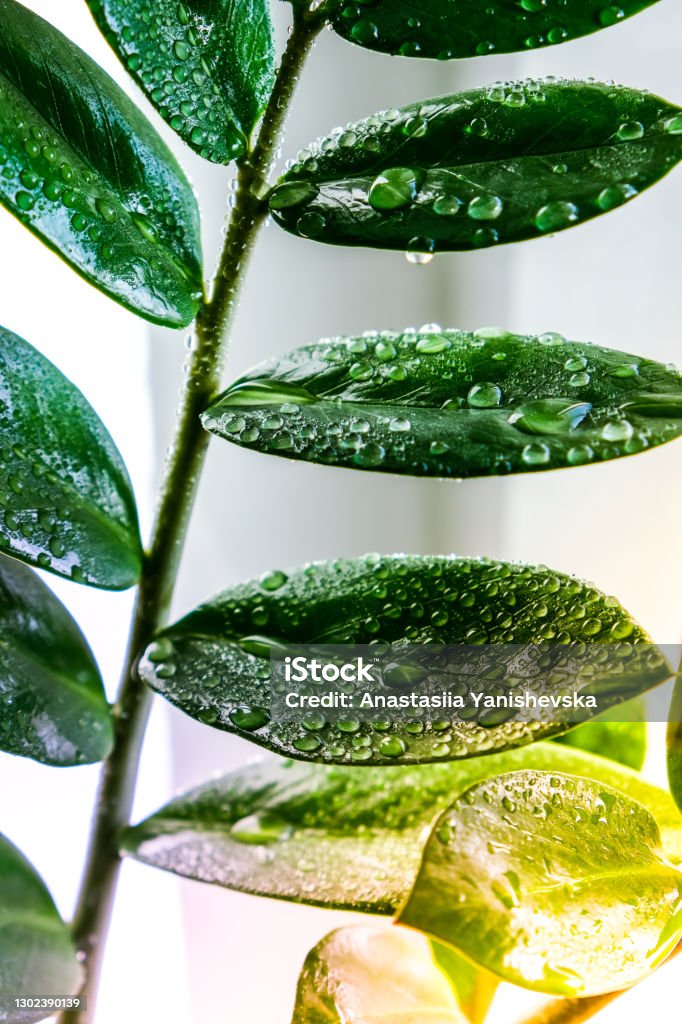 Tetesan Air Pada Daun Tanaman Hijau Merapatkan Zamioculcas Pohon Dolar
