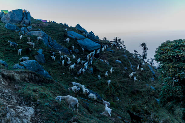 Triund Pictures | Download Free Images on Unsplash