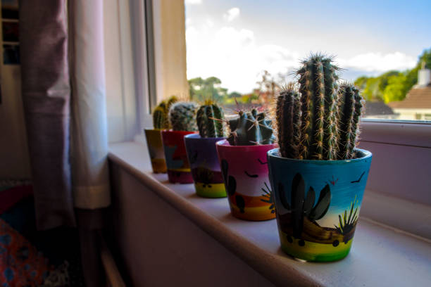 Cactuses on windowsill – free photo on Barnimages