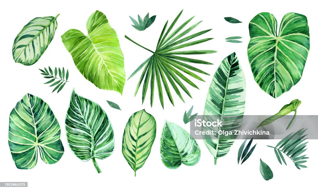 Ensemble Daquarelle Des Lames Tropicales Sur Un Fond Blanc Feuilles De ... Ensemble Daquarelle Des Lames Tropicales Sur Un Fond Blanc Feuilles De ...