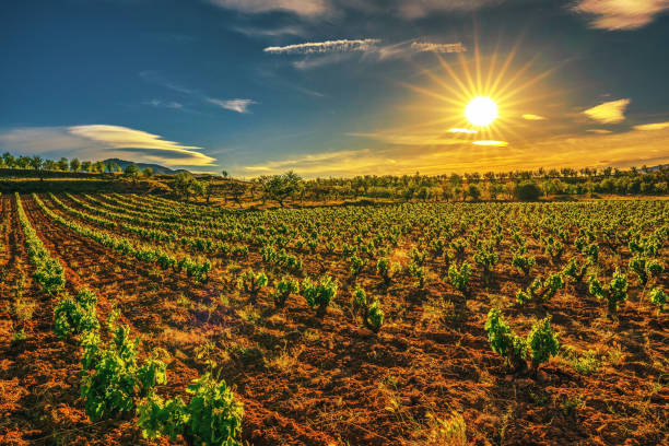 La Rioja Pictures | Download Free Images on Unsplash