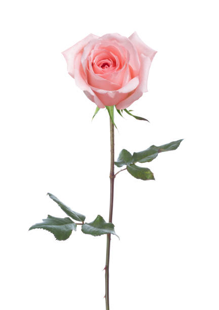 Free Stock Photo of Single Pink Rose | Download Free Images and Free ...