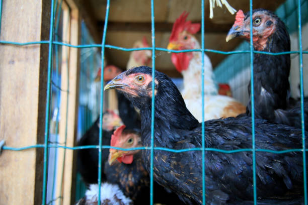 Broiler Chicken Pictures | Download Free Images on Unsplash