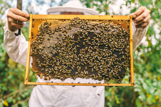 Bee Farm Pictures | Download Free Images on Unsplash