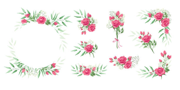 Gypsophile Vectoriels Et Illustrations Libres De Droits Istock