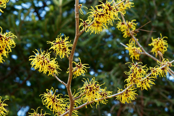 Witch Hazel Pictures | Download Free Images on Unsplash
