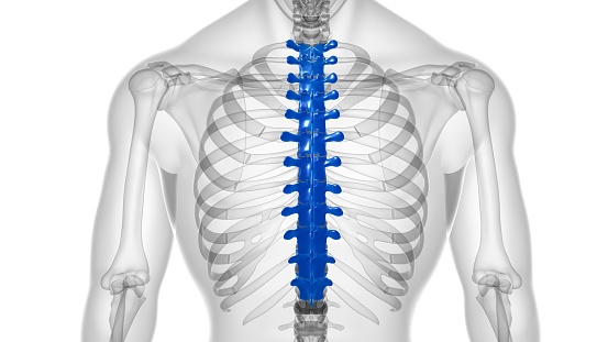 Menselijk Skelet Wervelkolom Thoracale Wervels Anatomie Stockfoto en ... Menselijk Skelet Wervelkolom Thoracale Wervels Anatomie Stockfoto en ...