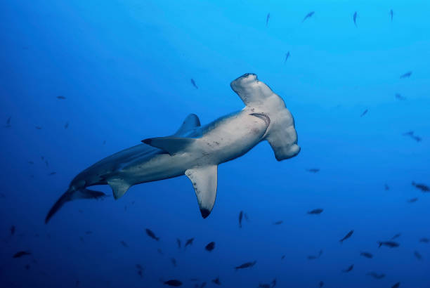 Hammerhead Shark Pictures | Download Free Images on Unsplash
