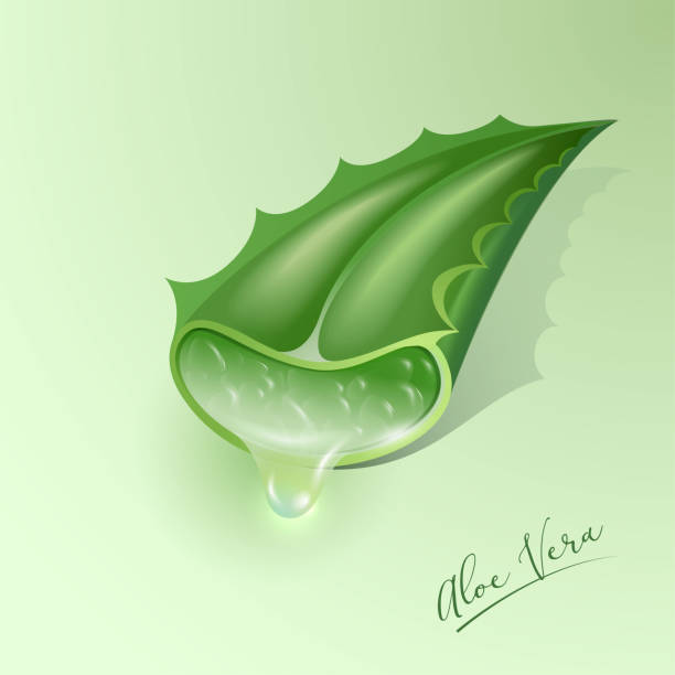 Gel Lidah Buaya Ilustrasi Grafik Vektor And Clip Art Bebas Royalti Istock