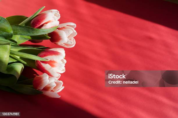 Buket Tulip Merah Muda Dan Putih Pemandangan Atas Latar Belakang Merah ... Buket Tulip Merah Muda Dan Putih Pemandangan Atas Latar Belakang Merah ...