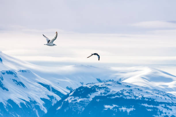 Free Stock Photo of A bird flying over a snowy landscape | Download ...