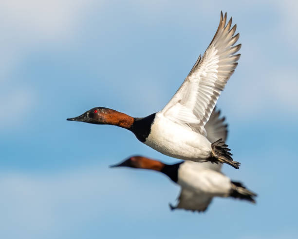 Free picture: canvasback, hen
