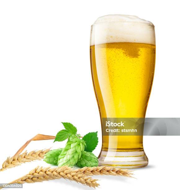 Segelas Bir Berbusa Segar Dengan Kerucut Hop Hijau Dan Telinga Gandum ... Segelas Bir Berbusa Segar Dengan Kerucut Hop Hijau Dan Telinga Gandum ...