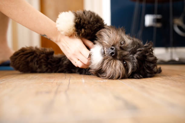 Lhasa Pictures | Download Free Images on Unsplash