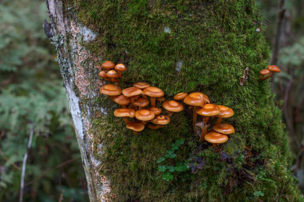 Mycelium Pictures | Download Free Images on Unsplash
