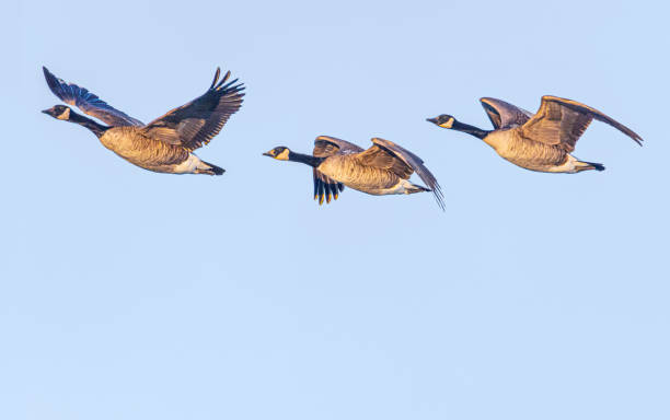 Free picture: Canada goose, trio, goose, lake, anchorage